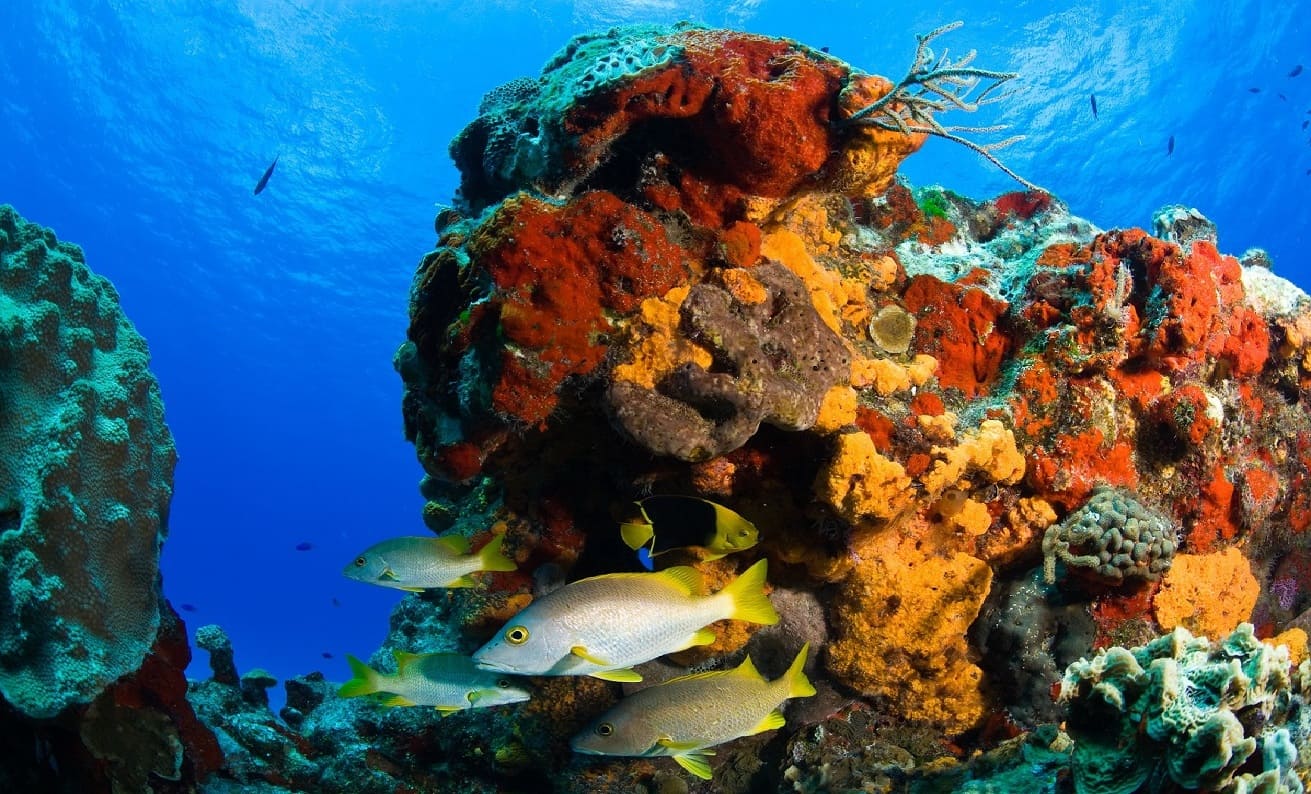 Park announces names of first three Cozumel reefs in ecological rest ...