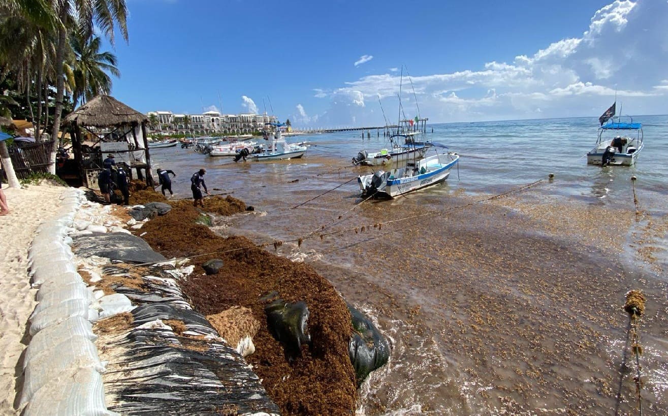 Recent southerly winds push over 130 tons of sargassum onto a central ...