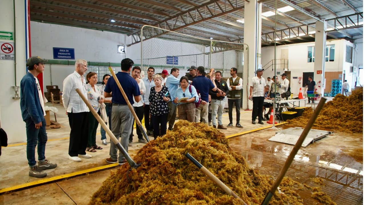'We need to stop seeing sargassum as waste and start treating it as an ...